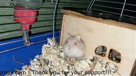 20 პატარა ზაზუნის მარწყვის თავგადასავალი სერია 11 Youtube