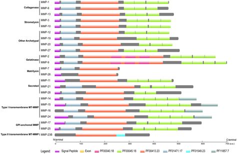 Domain Organization Of Human Mmps Pfam Domains Were Identified By