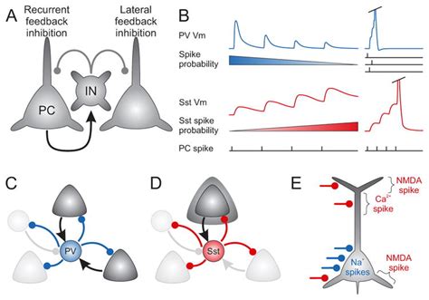Gabaergic Interneurons In The Neocortex From Cellular Properties To Circuits Pmc