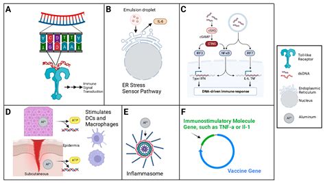 Vaccines Free Full Text Dna Vaccines Their Formulations Engineering And Delivery