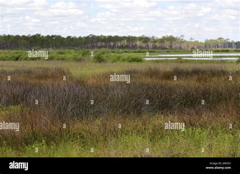 Saltwater Marsh At Bald Point State Park Florida With Clouds In The Sky