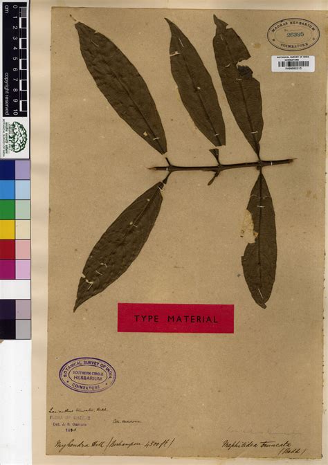 Phanerogams Type Details