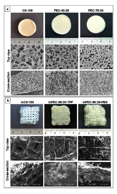 Photographs And Sem Micrographs Top View And Cross Section Of