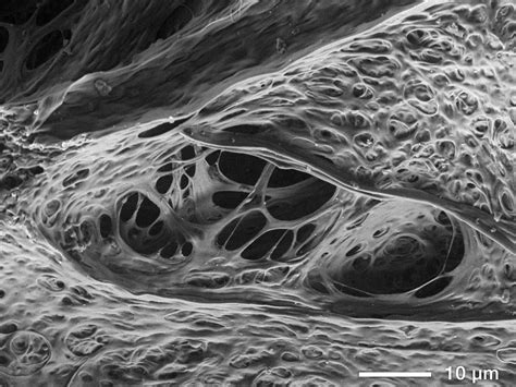 Scanning Electron Microscope Jeol Jsm It710hr Becthai