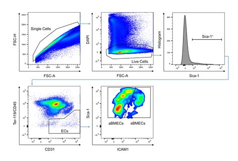 Video Flow Cytometry Analysis Of Murine Bone Marrow Hematopoietic Stem And Progenitor Cells And