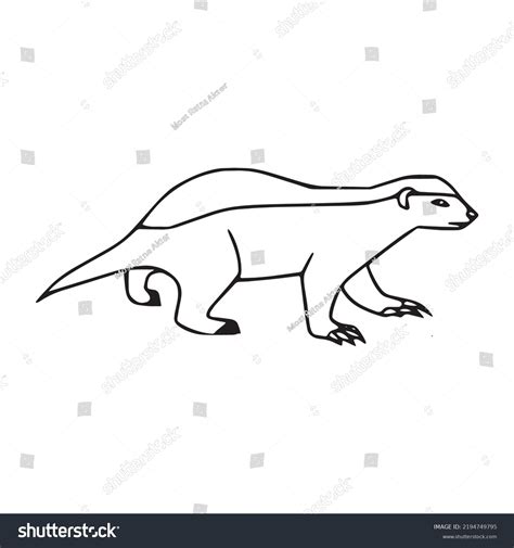Beautiful Badger Line Art Imagesoutline Drawingvector Stock Vector