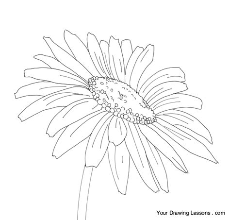 Gerber Daisy Sketch At Paintingvalley Com Explore Collection Of Gerber Daisy Sketch