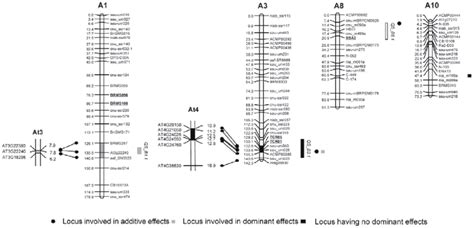 Distribution Of Quantitative Trait Loci Qtls For Clubroot Resistance Download Scientific