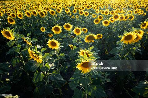 해바라기 자연 배경 해바라기 개화 해바라기의 클로즈업 0명에 대한 스톡 사진 및 기타 이미지 0명 계절 꽃 나무 Istock