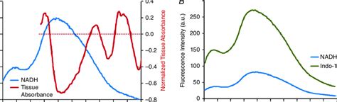 Spectral Overlap Of Myocardial Absorbance Nadh Fluorescence And Indo 1 Download Scientific