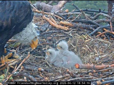 Hello Sandy And Luna Big Bears Bald Eaglets Have Names Laist