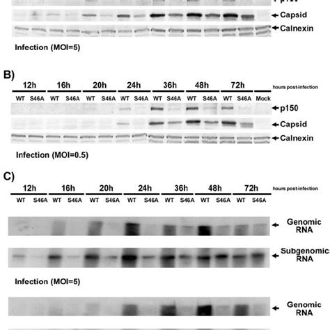 Mutations At Position 47 Affect The Rna Binding Activity Of The Capsid