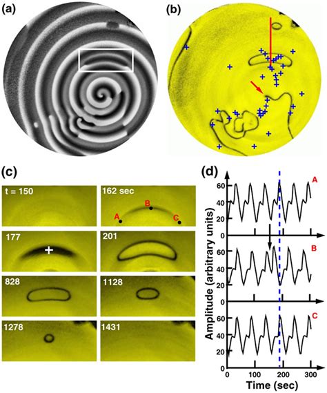 Color Online Spontaneous Phase Bubble Formations In A P 2 Download Scientific Diagram