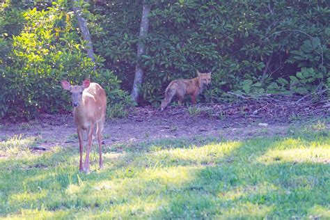 Dsc5194 Eric Herr Flickr