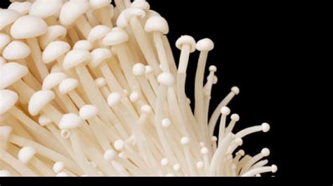 Seta Enoki Aprende Más En Canal Cocina Canal Cocina