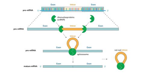 Pseudouridine Modifications In Mrna Pseudouridine Boc Sciences