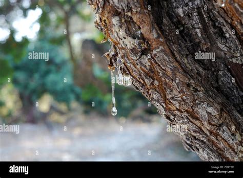 mastic gum Stock Photo - Alamy