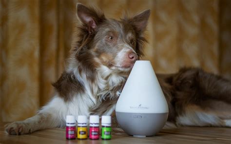 Beneficios De La Aromaterapia Para Perros Blog Conjunto Lar De México