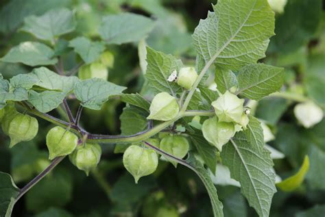 Lyckas med physalis Kapkrusbär Lev som en bonde Niklas Kämpargård