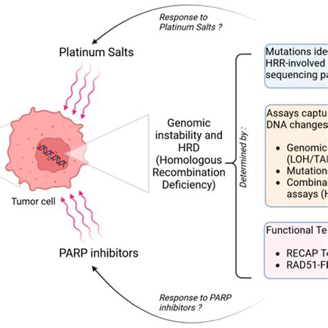 Homologous Recombination Deficiency Hrd Evaluation In Breast Cancer Download Scientific