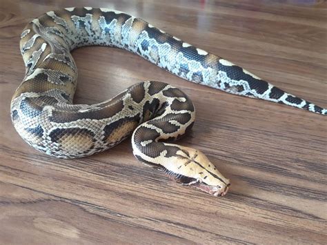 Juice The Borneo Short Tail Python Progression Thread