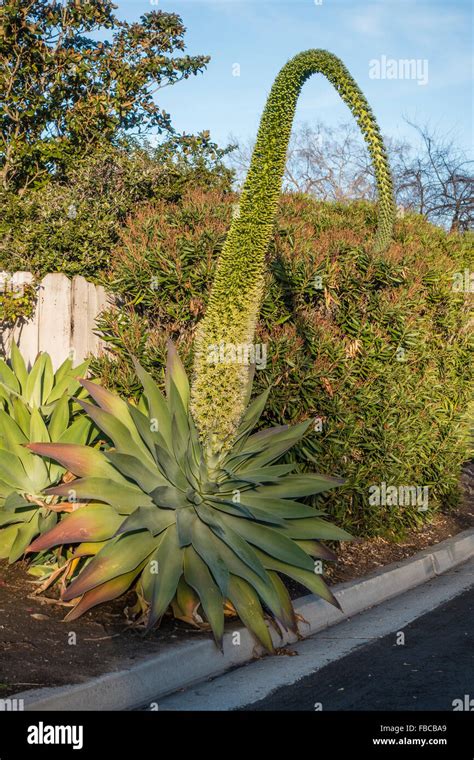 An Attenuata Agave In Bloom With Its Swans Neck Flower Stalk In Santa
