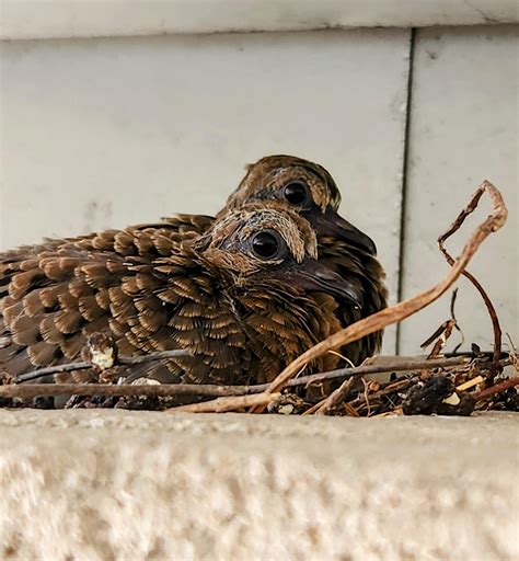 A Couple Squabs Rbirds