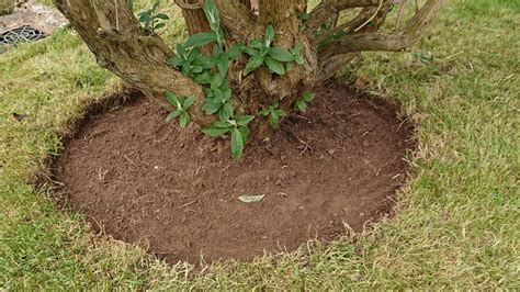 Tree Root Protection EcoGrid