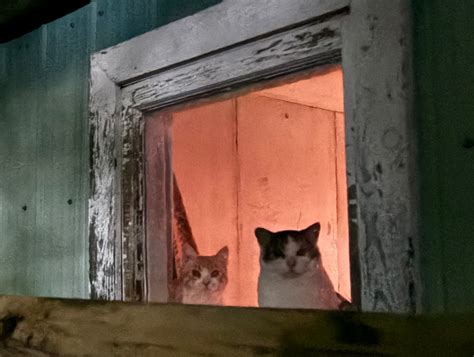 Windowkitty Just Wow Wow Wow Wow Taken Near Dawson Creek Bc Canada By Pussiesand