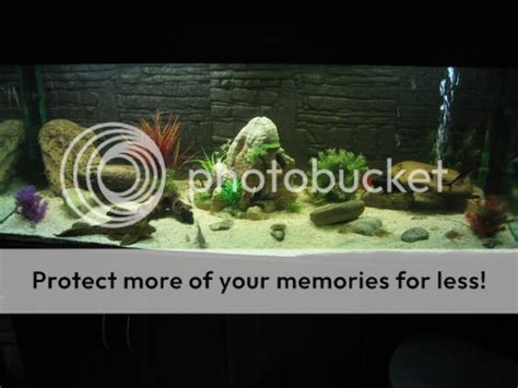 150gal Time For A Makeover DIY Weir Sump Background MonsterFishKeepers Com