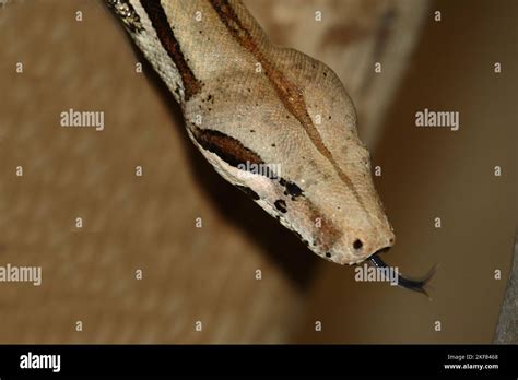 Dunkler Tigerpython Burmese Python Python Molurus Bivittatus Stock