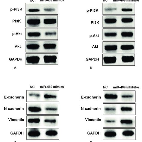 mir 489 regulated oc cell pi3k akt and emt a b western blot was