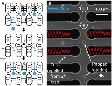 single cell manipulation and analysis ‒ clse ‐ epfl