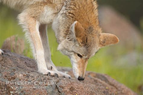 Coyote Canis Latrans 15884 Natural History Photography
