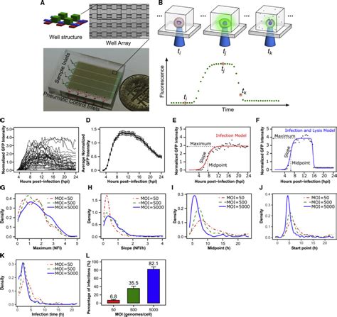 Single Cell Virology On Chip Investigation Of Viral Infection Dynamics Cell Reports