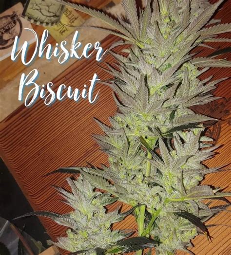 Whisker Biscuit F3 Gorilla Biscuit X Vietnamese Black Dagga Garden