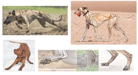 How To Learn To Draw By Tracing Monika Zagrobelna