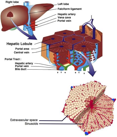 Simulation Of The Perfusion Characteristic Of The Liver Tissue