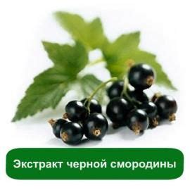 Экстракт Черной Смородины в Украине - Мыло Опт | Мыло, Натуральная ...