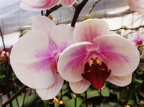 Budidaya Anggrek Bulan Dan Anggrek Dendrobium Untuk Pemula