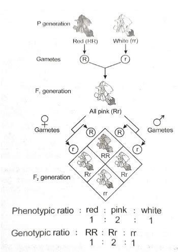 Explain Incomplete Dominance With Example