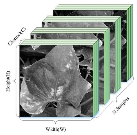 CNN In Leaf Disease Classification Encyclopedia MDPI