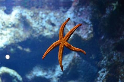Stella di Mare - VareseNews