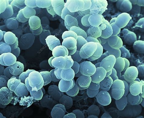 Staphylococcus Epidermidis Bacteria Sem Stock Image C006 6671 Science Photo Library