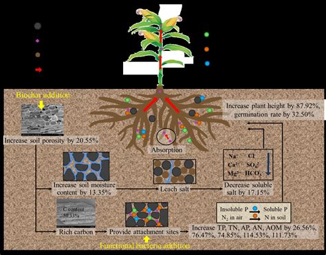 plants free full text combination of biochar and functional