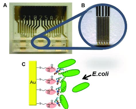 A Image Of The Impedance Sensor Chip B Zoomed In View Of The
