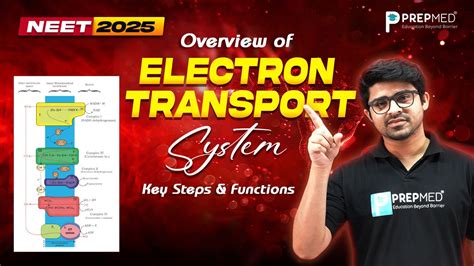Overview Of Electron Transport System Key Steps And Functions