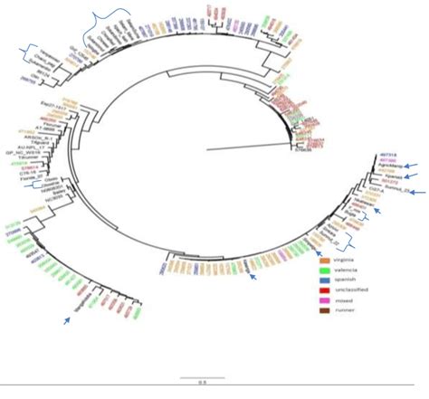 Phylogenetic Tree Generated By Affymetrix Axiom Vs 2 Snp Array For Download Scientific Diagram