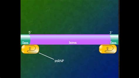 Dna Transcription And Mrna Splicing Capping Tailing Youtube