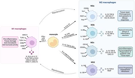 Macrophages As Promising Carriers For Nanoparticle Delivery Ijn